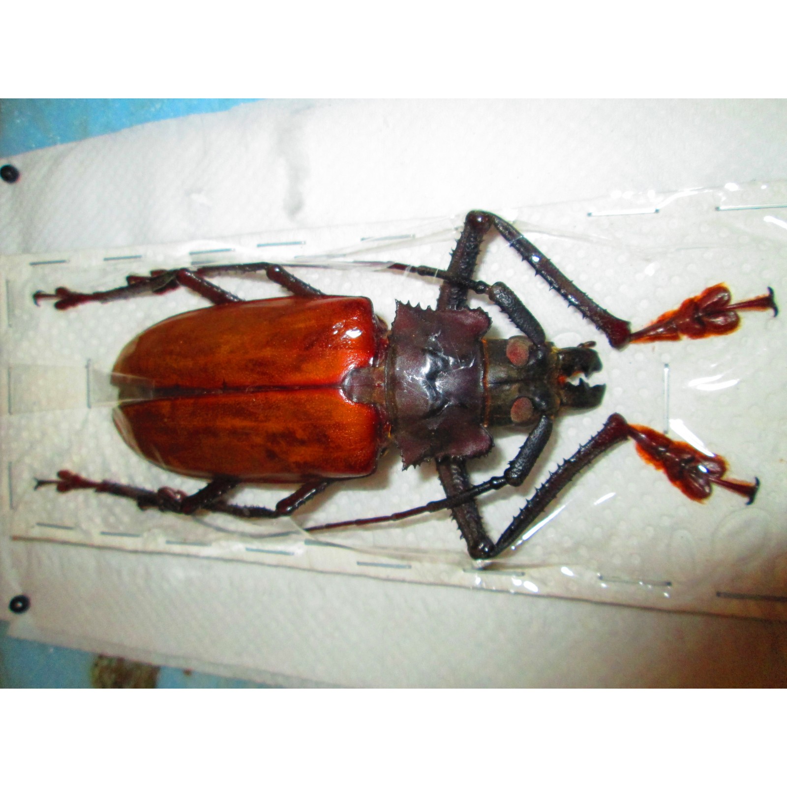 Rhaphipodus hopei, 86-87mm - Cerambycidae - Other Antlers - Categories
