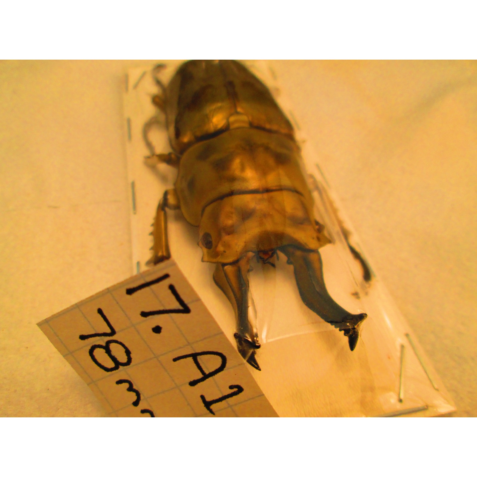 Wild 78mm Allotopus rosenbergi, A1, No.R3 - Allotopus - Categories