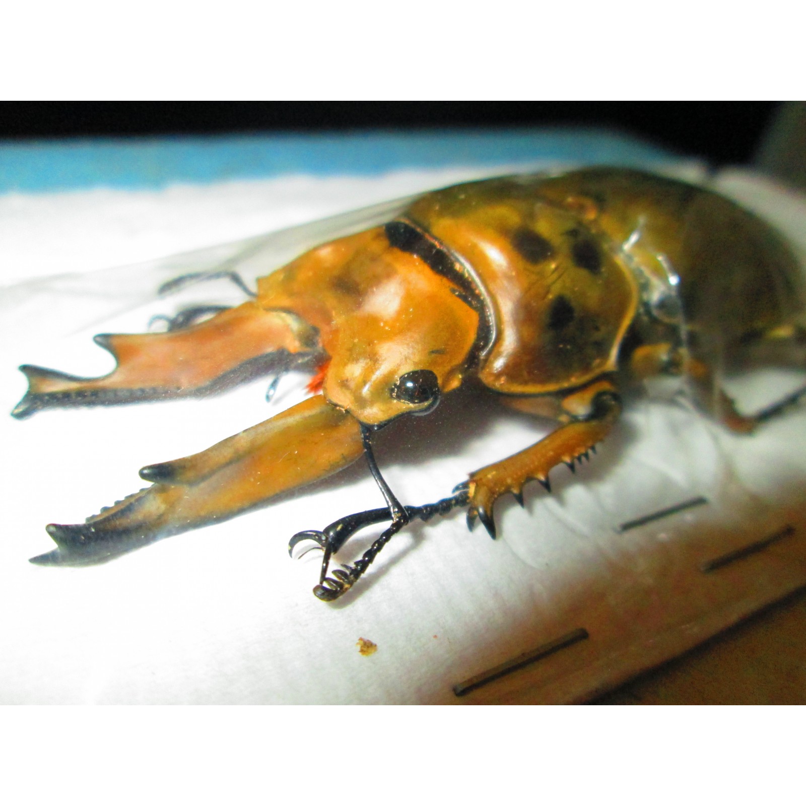 Wild 78mm Allotopus moellenkampi moseri, A1, No.20 - Rare Specimens ...