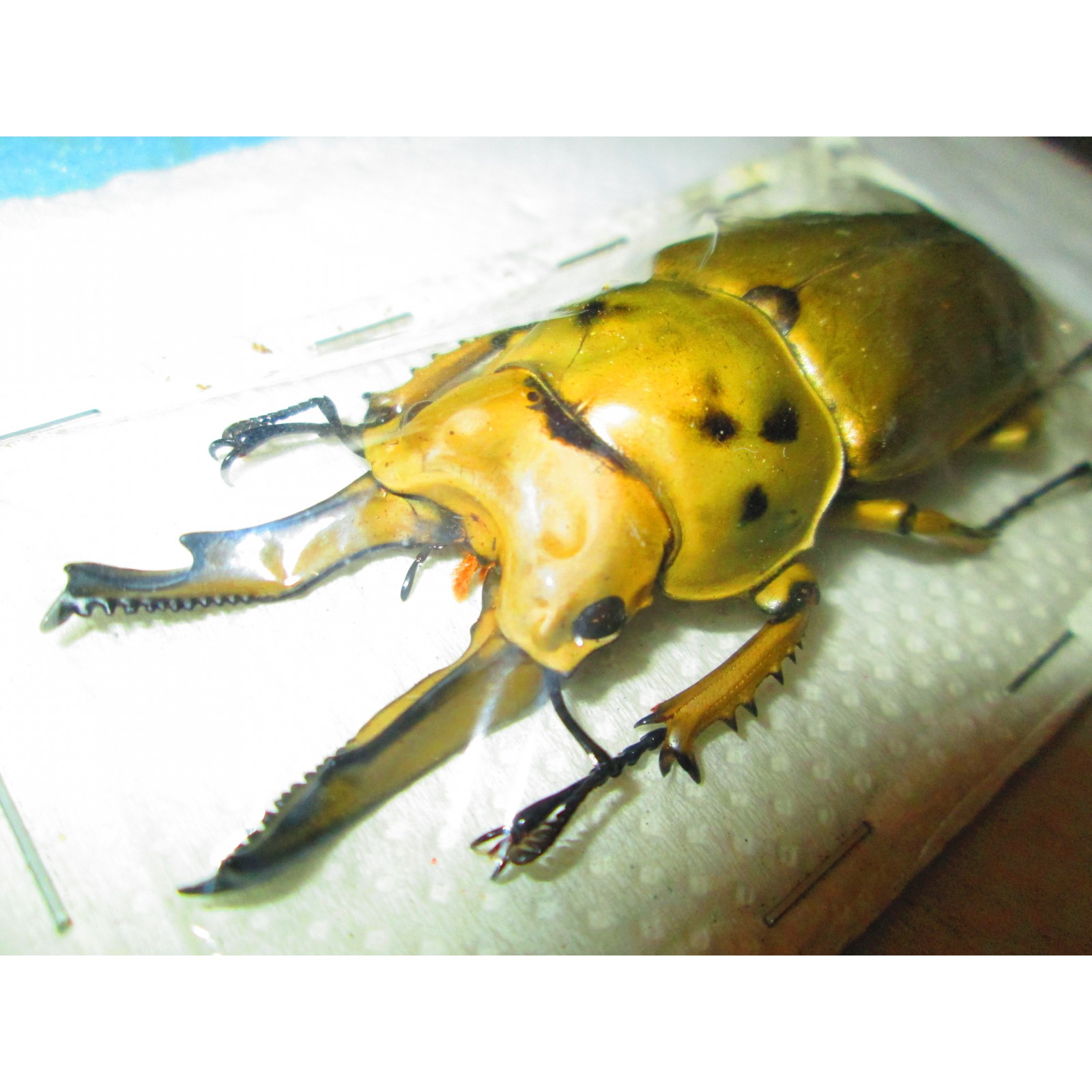 Wild 75mm Allotopus moellenkampi moseri, A1, No.21 - Allotopus - Categories