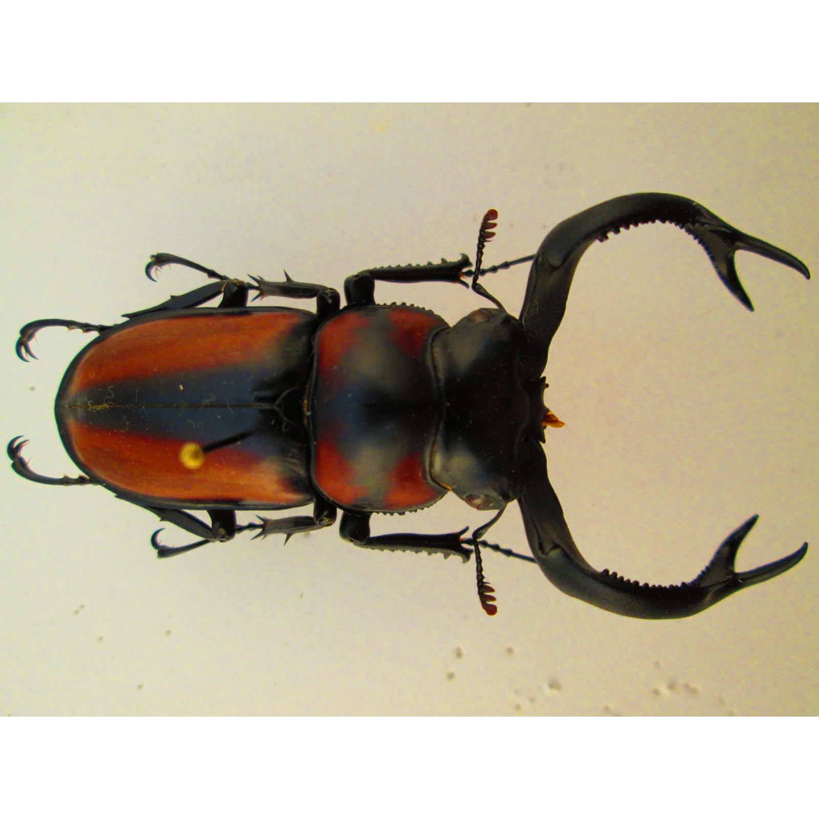 Wild 65mm Rhaetulus speciosus, A1, No.RS11 - Rare Specimens - Categories