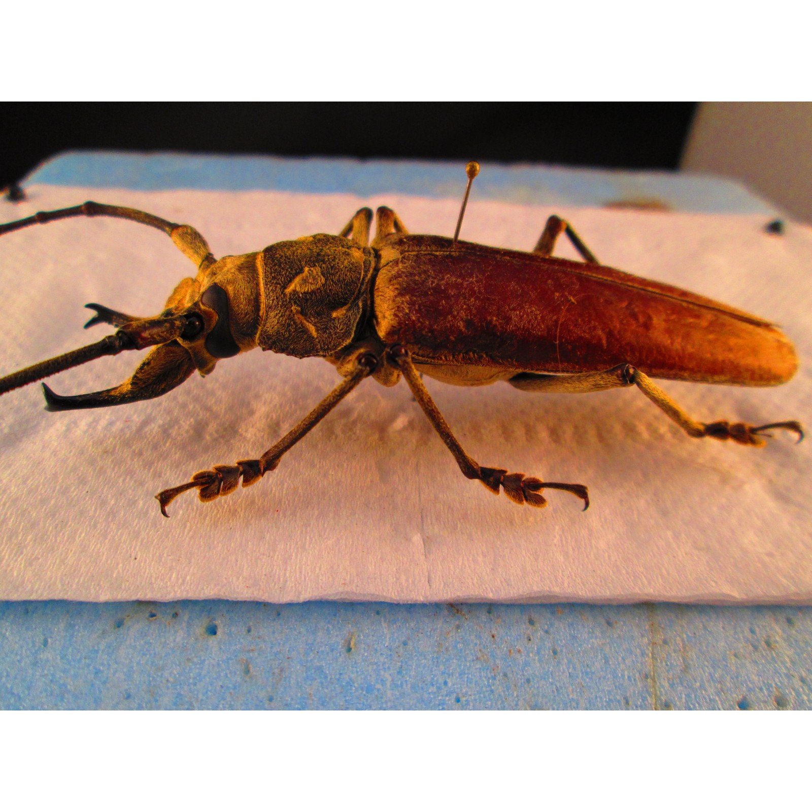 Wild 88mm Callipogon sericeum, A1/A- - Rare Specimens - Categories