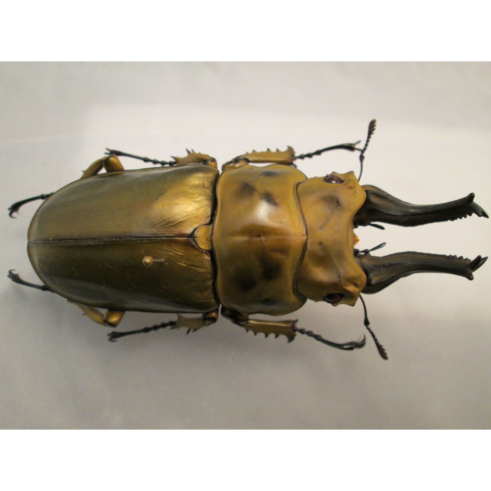 Wild 79mm Allotopus rosenbergi, A1, No.R4 - Rare Specimens - Categories