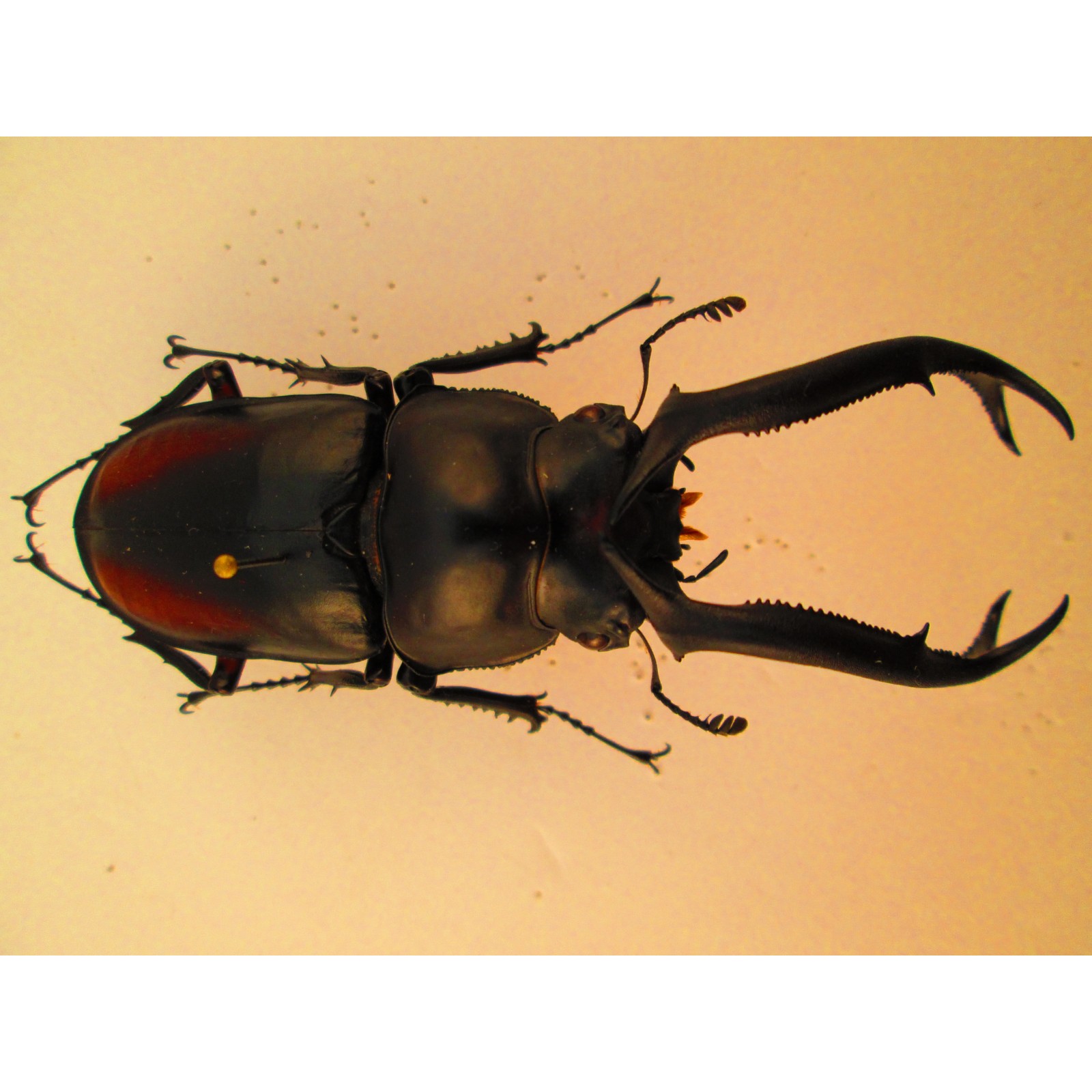 84.0mm Rhaetulus didieri, A1, No.RD9 - Rare Specimens - Categories