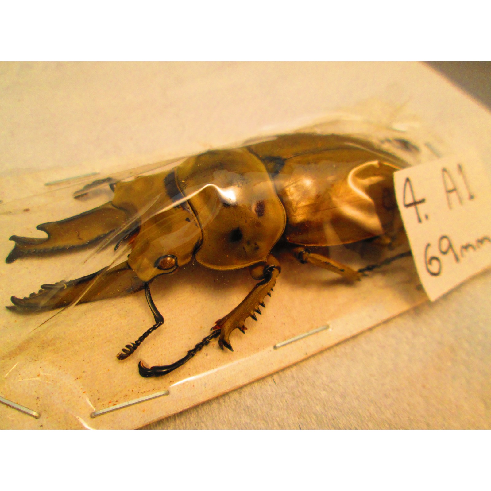 Wild 69mm Allotopus moellenkampi moseri, A1, No.4