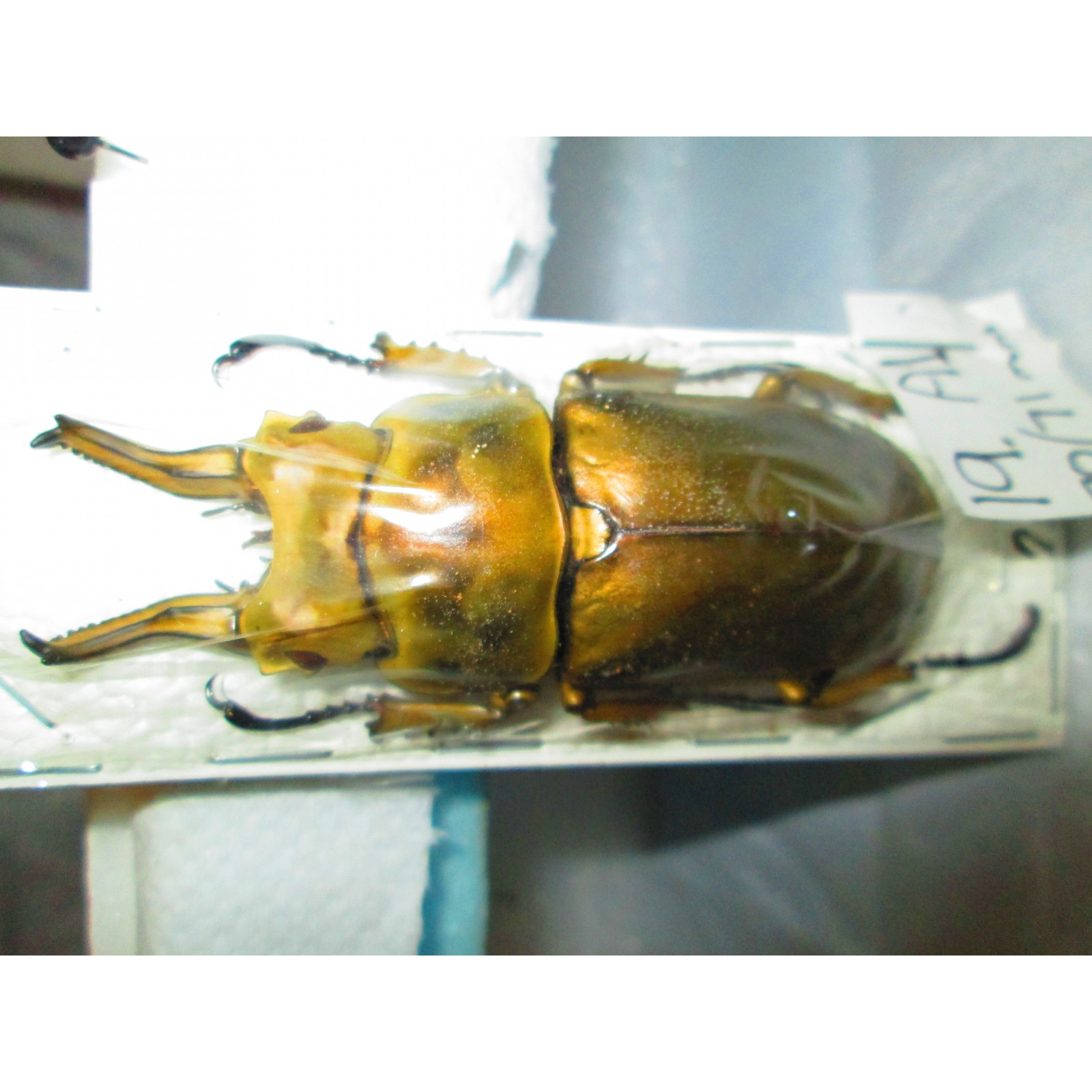 Wild 70/71mm Allotopus rosenbergi, A1/A-, No.R1 - Allotopus - Categories